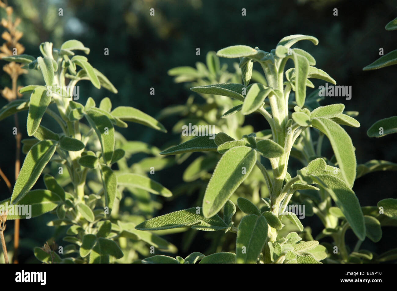 Three lobed leaf hi-res stock photography and images - Alamy