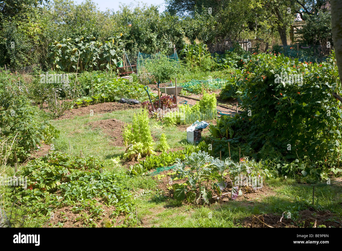 Allotment vegetable garden Stock Photo - Alamy