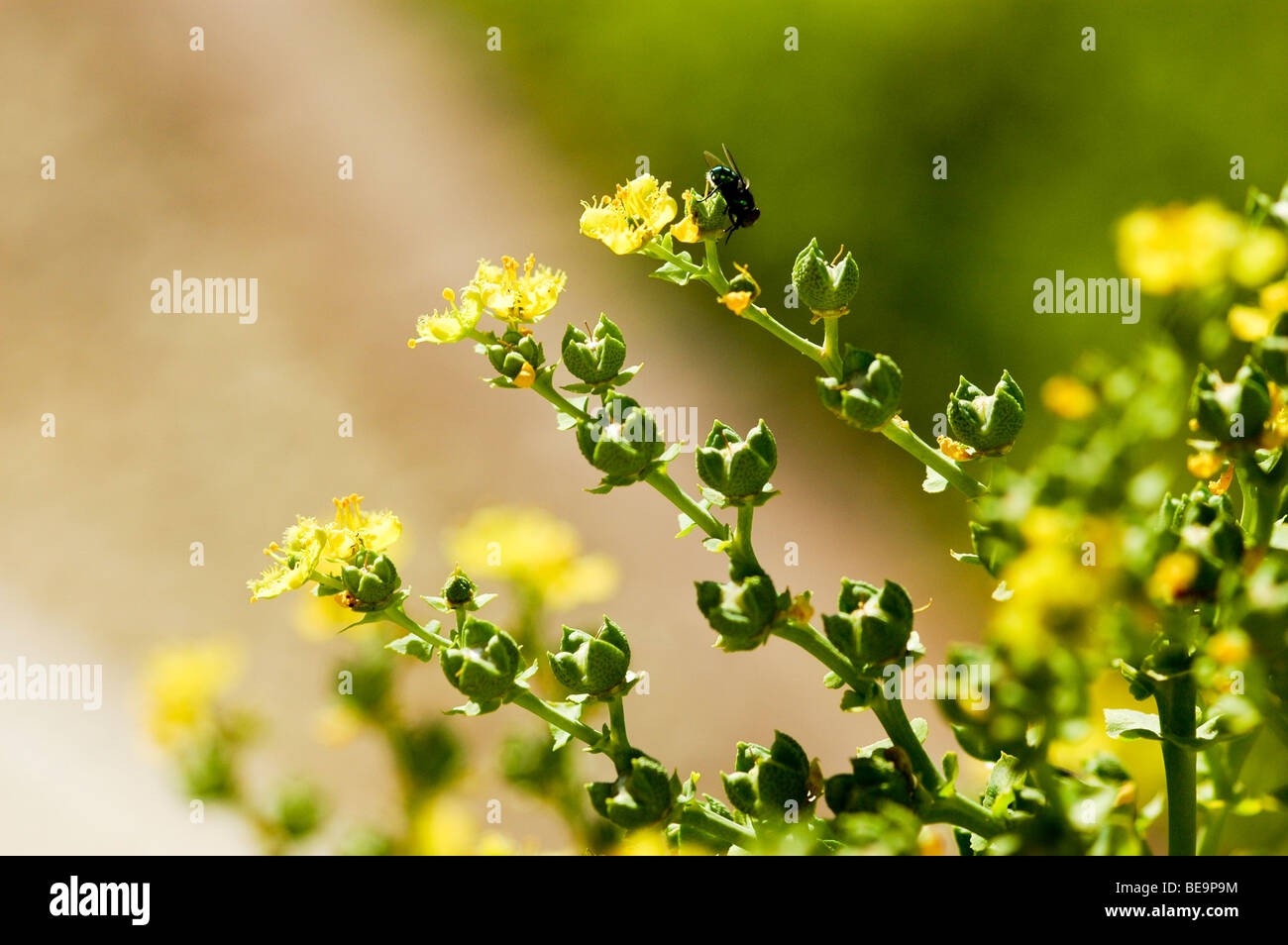 African rue hi-res stock photography and images - Alamy