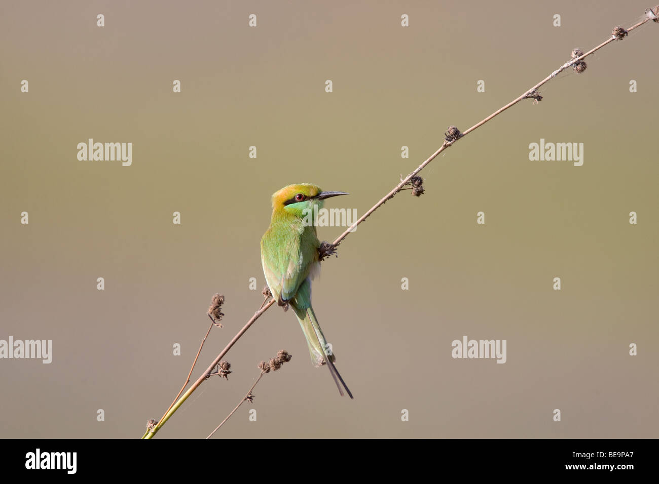 The bird and the bee band hi-res stock photography and images - Alamy