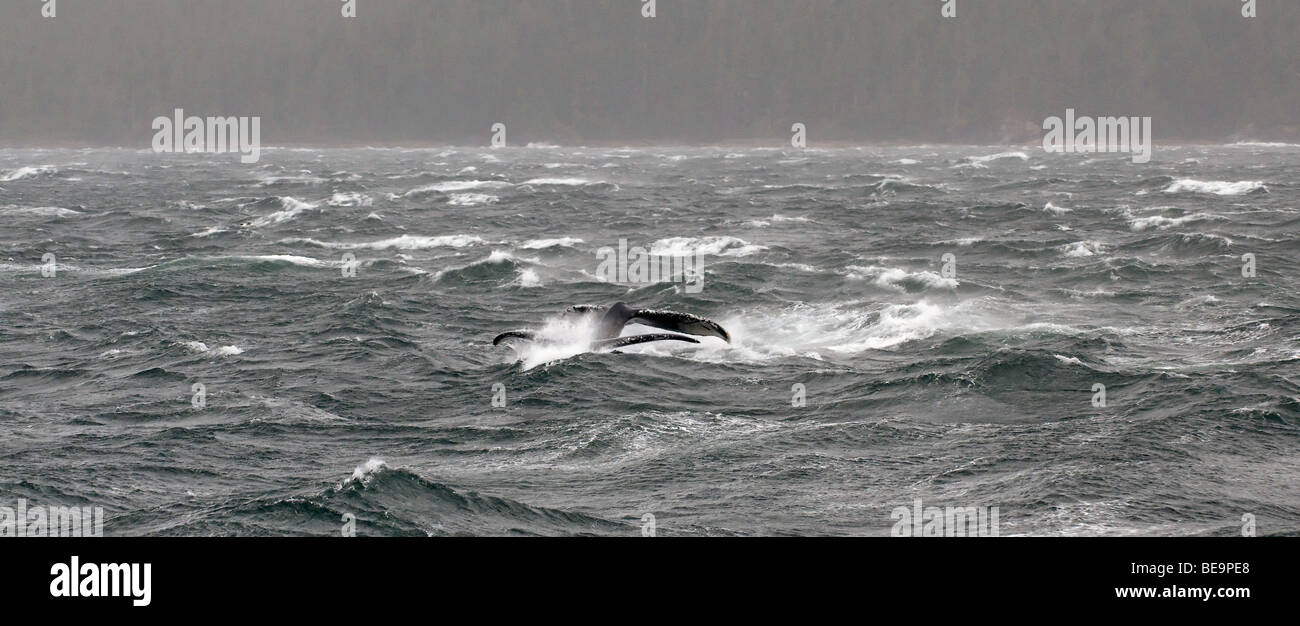 "Two Humpback Whales confront Gale Force Winds in Wrangell Narrows ...