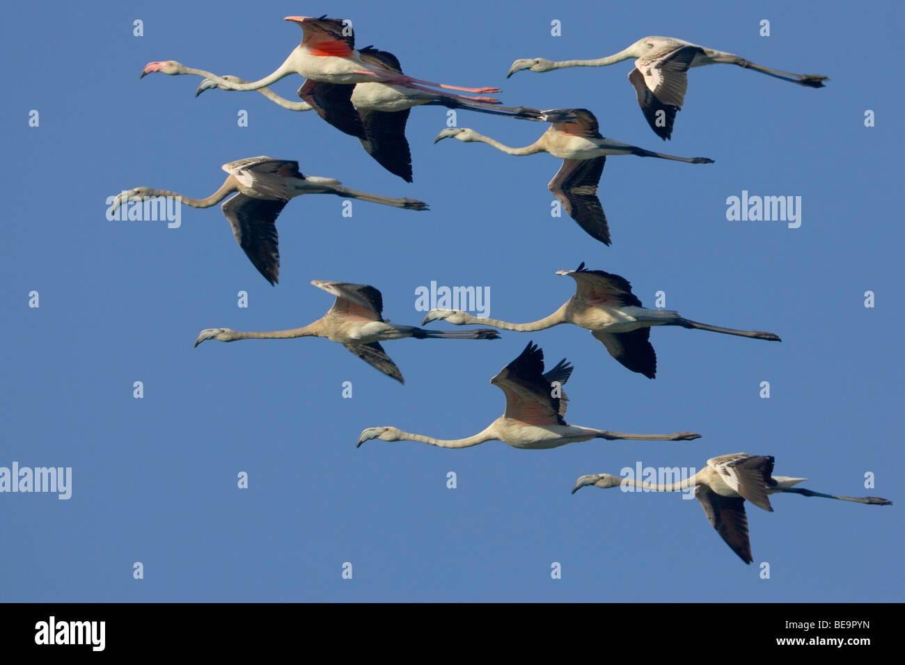 Negen (9) Europese Flamingo's in formatie in de vlucht tegen een blauwe ...