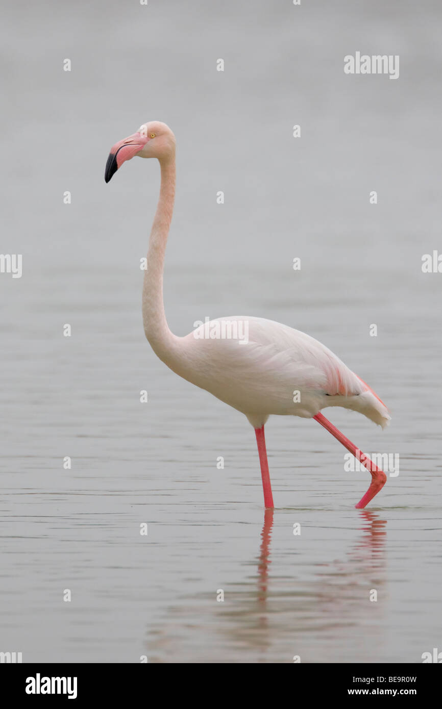 Europese flamingo hi-res stock photography and images - Alamy
