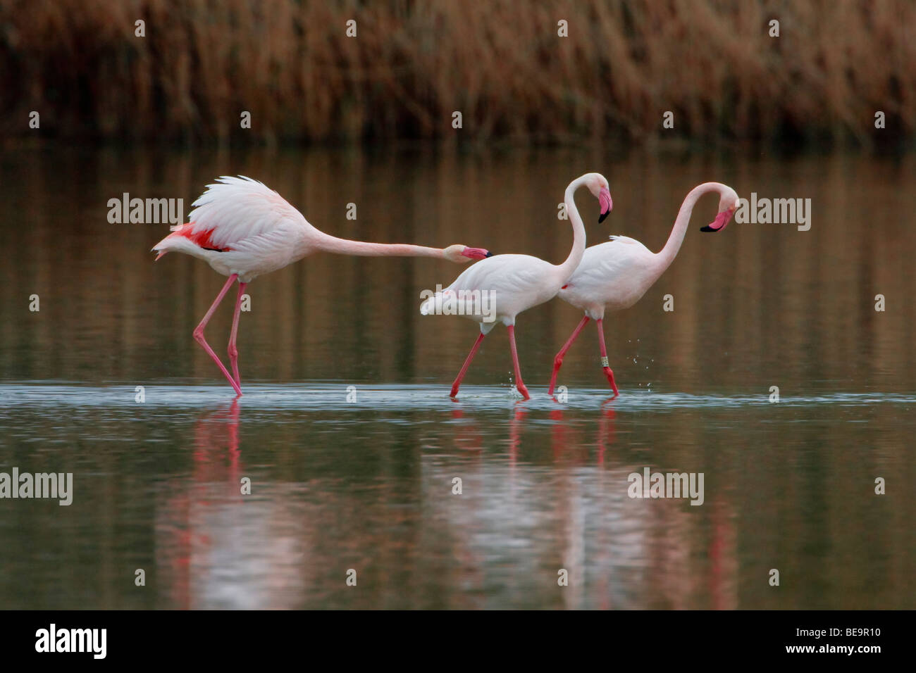 Europese flamingo hi-res stock photography and images - Alamy
