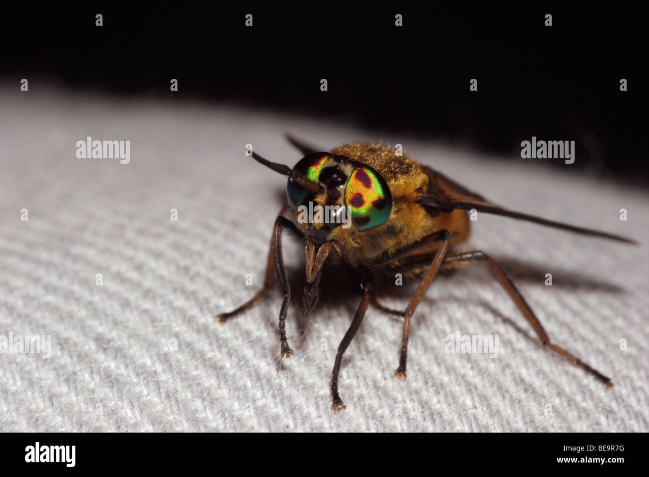 Splayed deer fly (Chrysops caecutiens : Tabanidae) female on a ...