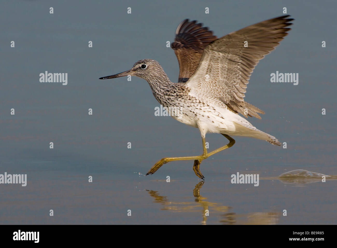 Swamp italy hi-res stock photography and images - Alamy