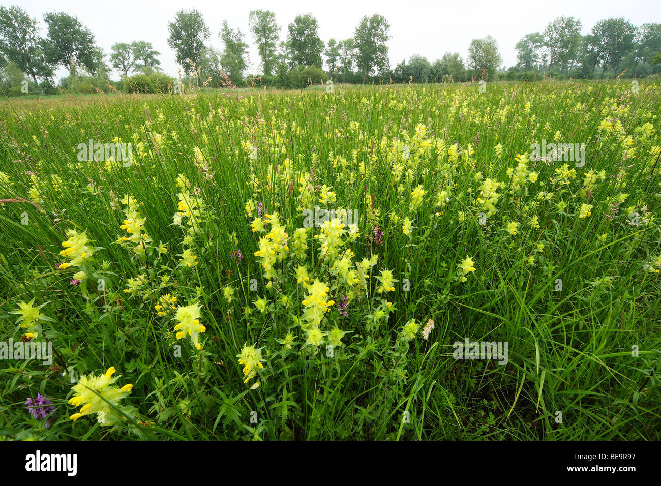 Flowering Greater yellow-rattle (Rhinanthus angustifolius) in nature ...