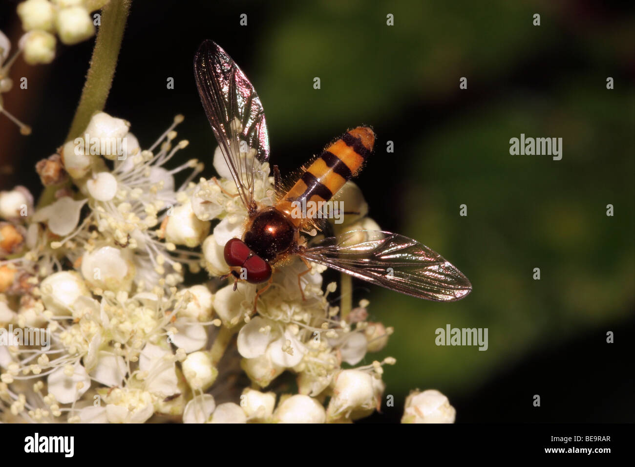 Meliscaeva cinctella hi-res stock photography and images - Alamy