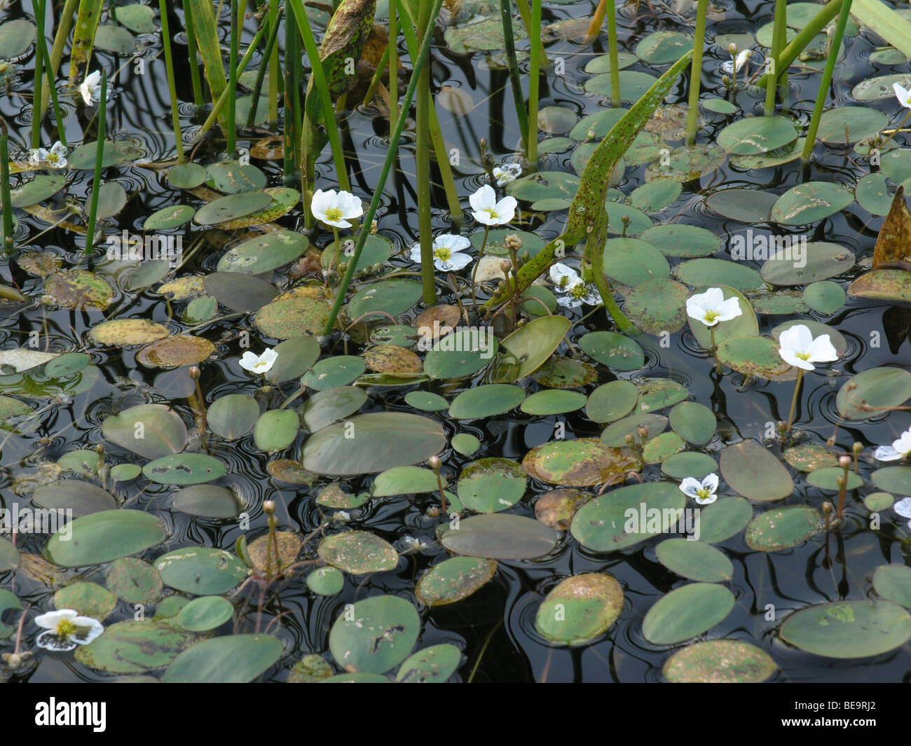 Floating Common Water-plantain (Luronium natans Stock Photo - Alamy