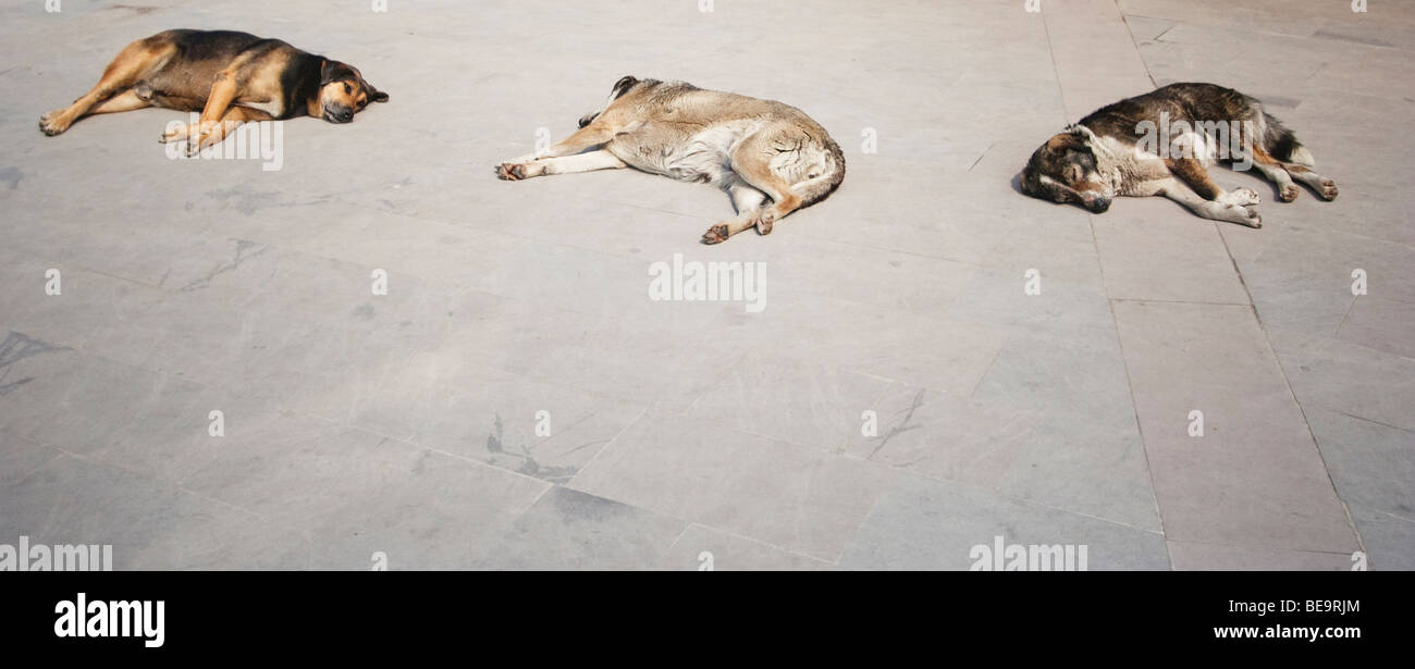 Stray Dogs resting - Istanbul, Turkey, Europe Stock Photo - Alamy