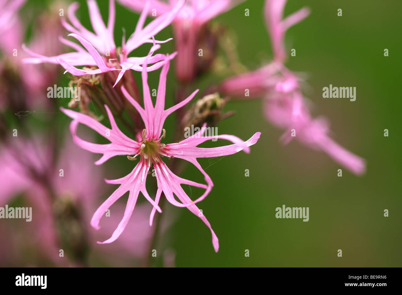 Grassland with Ragged Robin (Lychnis flos-cuculi), valley of Durme ...