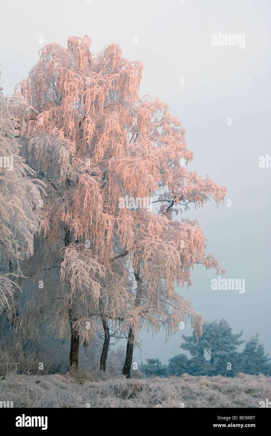 Berken hi-res stock photography and images - Alamy