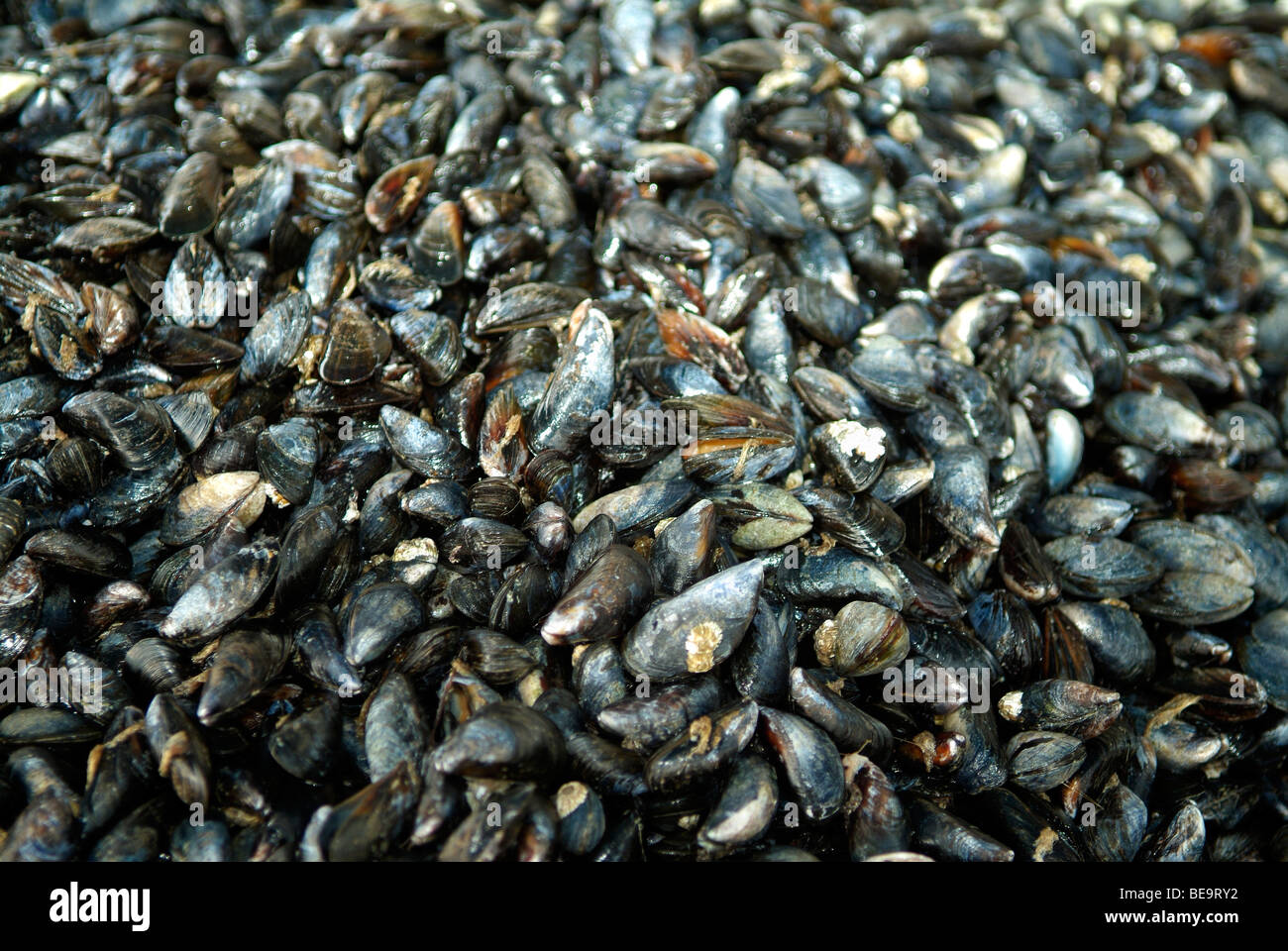 Scientific name mytilus edulis hi-res stock photography and images - Alamy