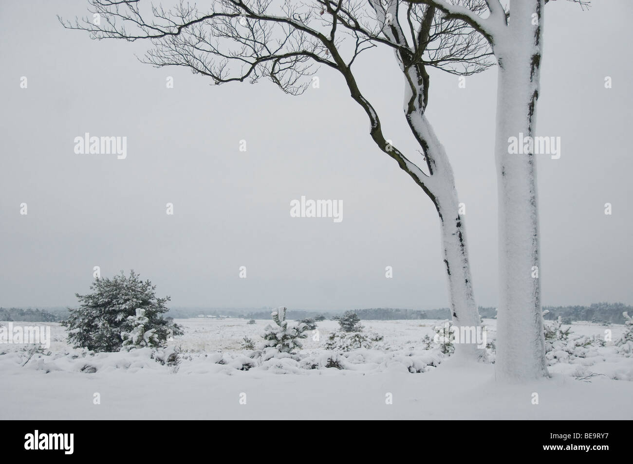 Winters landschap met besneeuwde boomstammen Stock Photo - Alamy