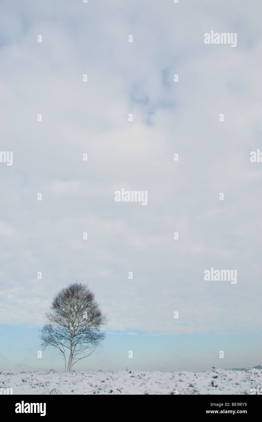 Glazed field hi-res stock photography and images - Alamy