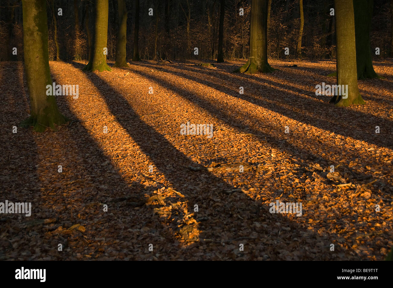 Beech trees shadows hi-res stock photography and images - Alamy