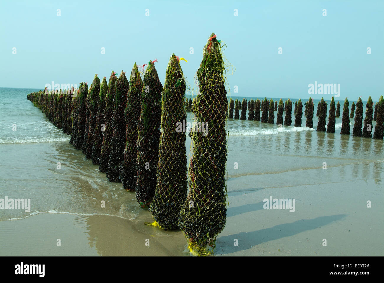 Poles of mussels in the North Sea, France Stock Photo - Alamy