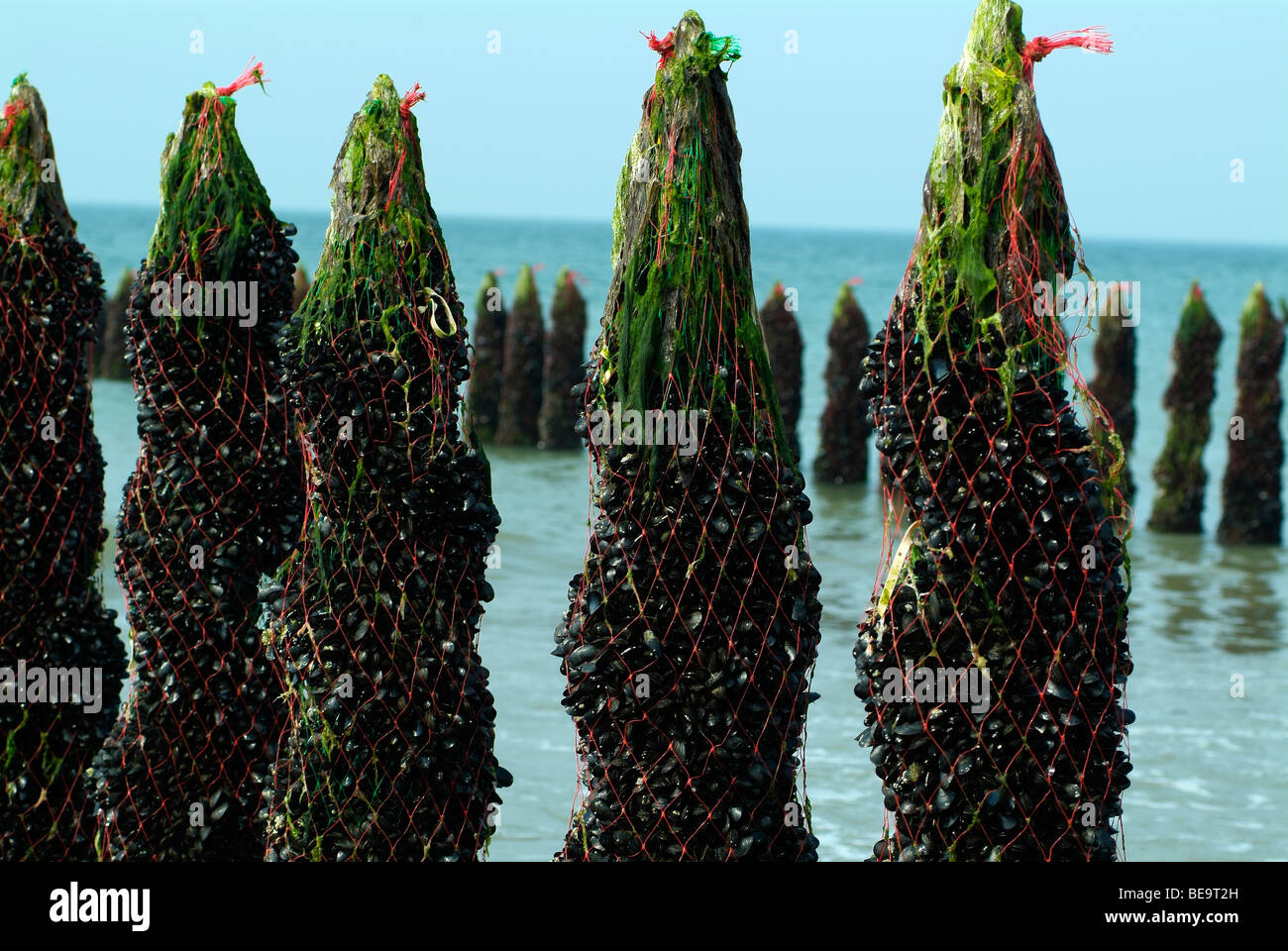 Poles of mussels in the North Sea, France Stock Photo - Alamy