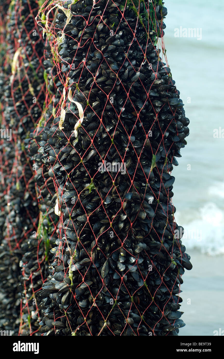 Pole and net filled with common mussel hi-res stock photography and ...
