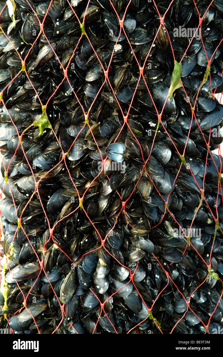 Mussel pole hi-res stock photography and images - Alamy