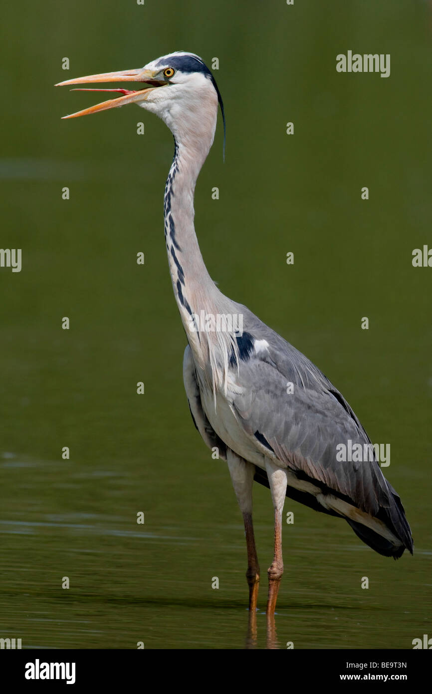 Insects and shellfish hi-res stock photography and images - Alamy