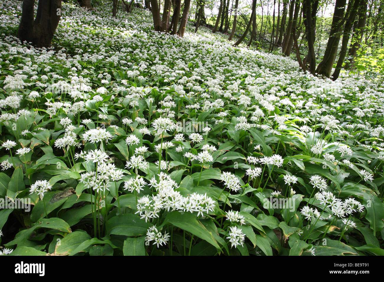 Bos met Daslook (Allium ursinum), Belgi Forest with Wild garlic ...