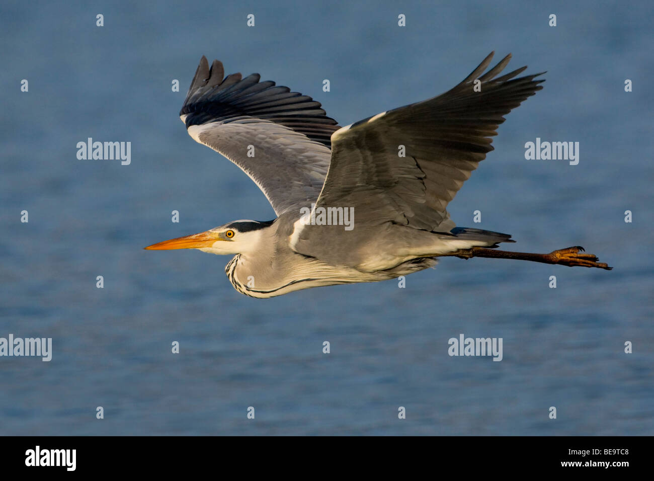 Little grey fish hi-res stock photography and images - Alamy
