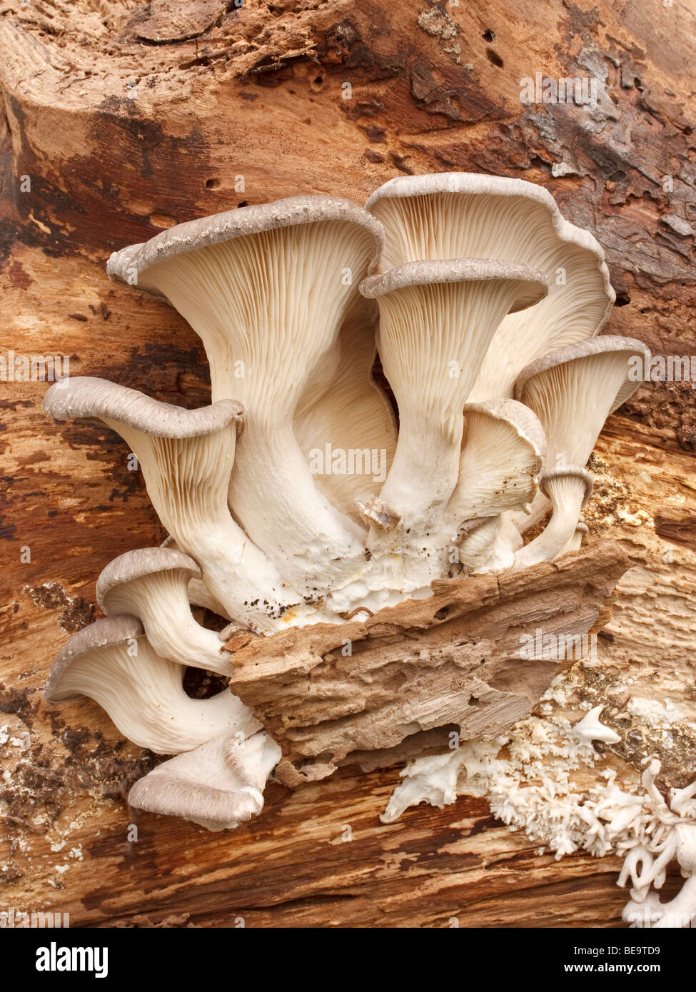 A bundle of Oyster Mushrooms of various sizes growing on a piece of ...