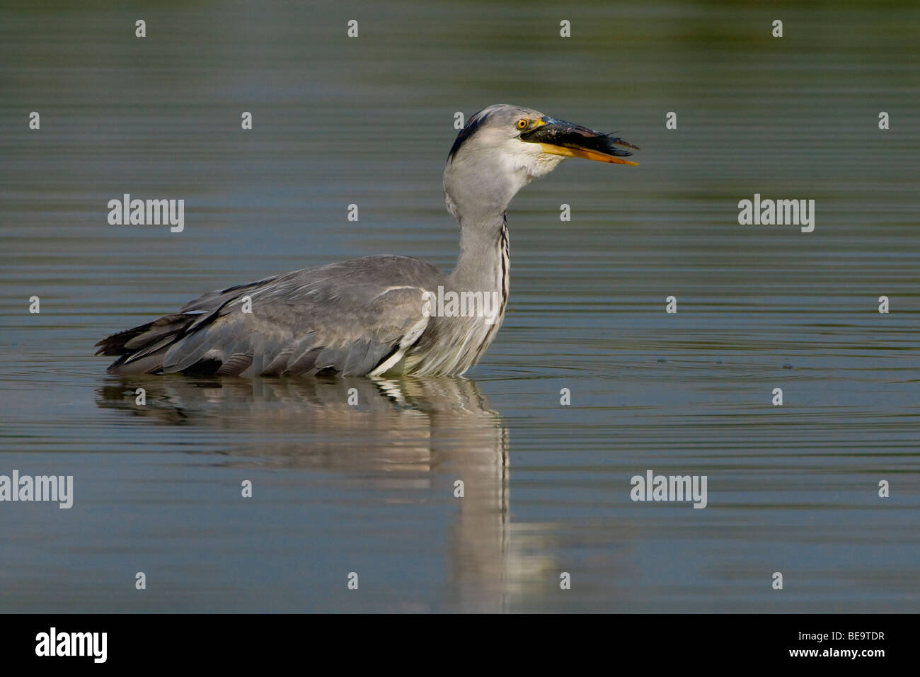 Shellfish insects hi-res stock photography and images - Alamy