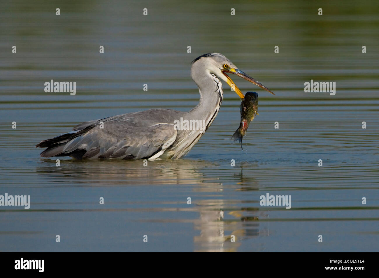 Shellfish insects hi-res stock photography and images - Alamy