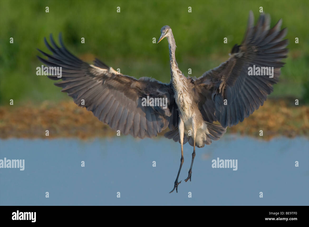 Shellfish insects hi-res stock photography and images - Alamy