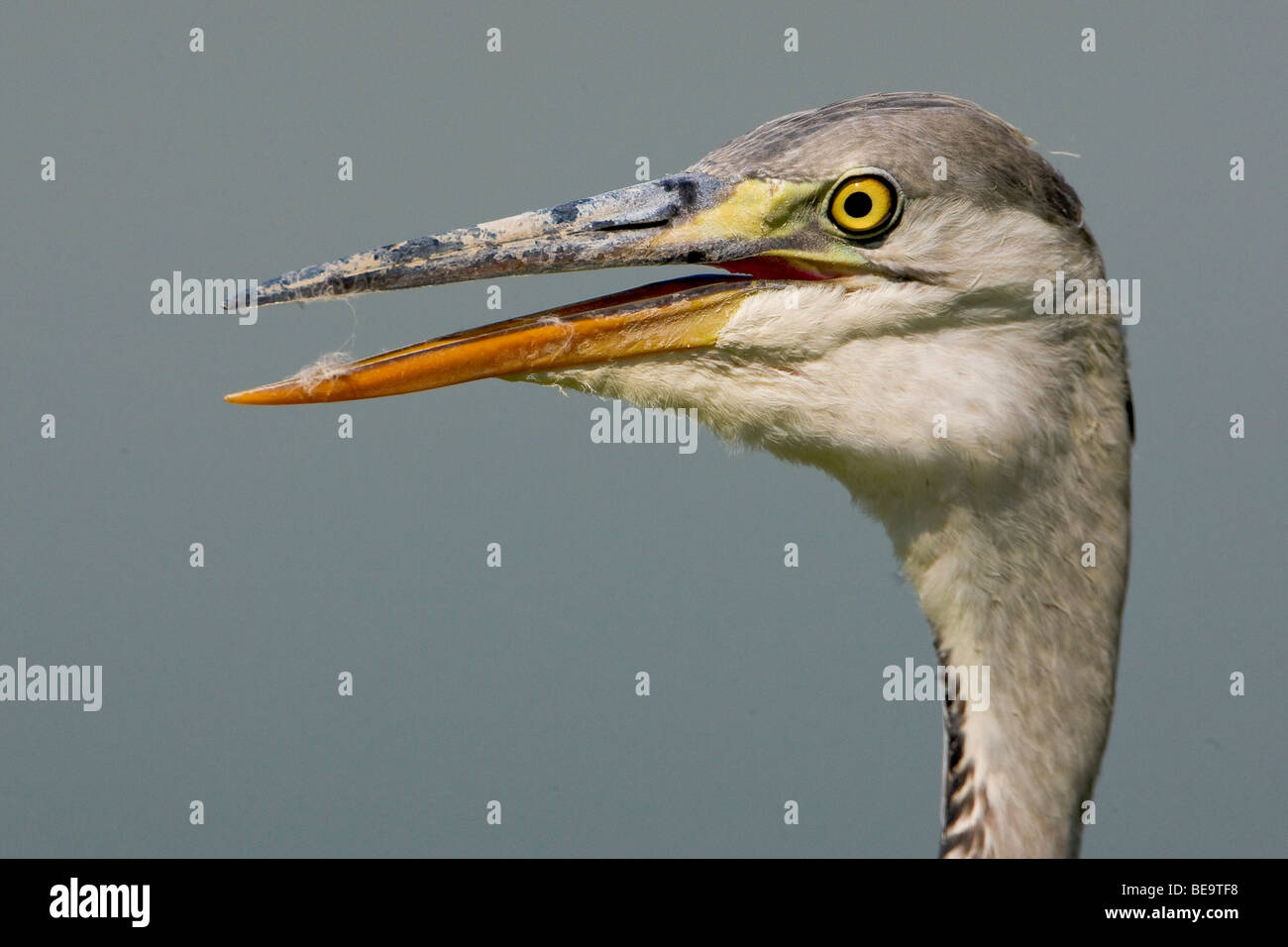 Insects and reptiles hi-res stock photography and images - Alamy