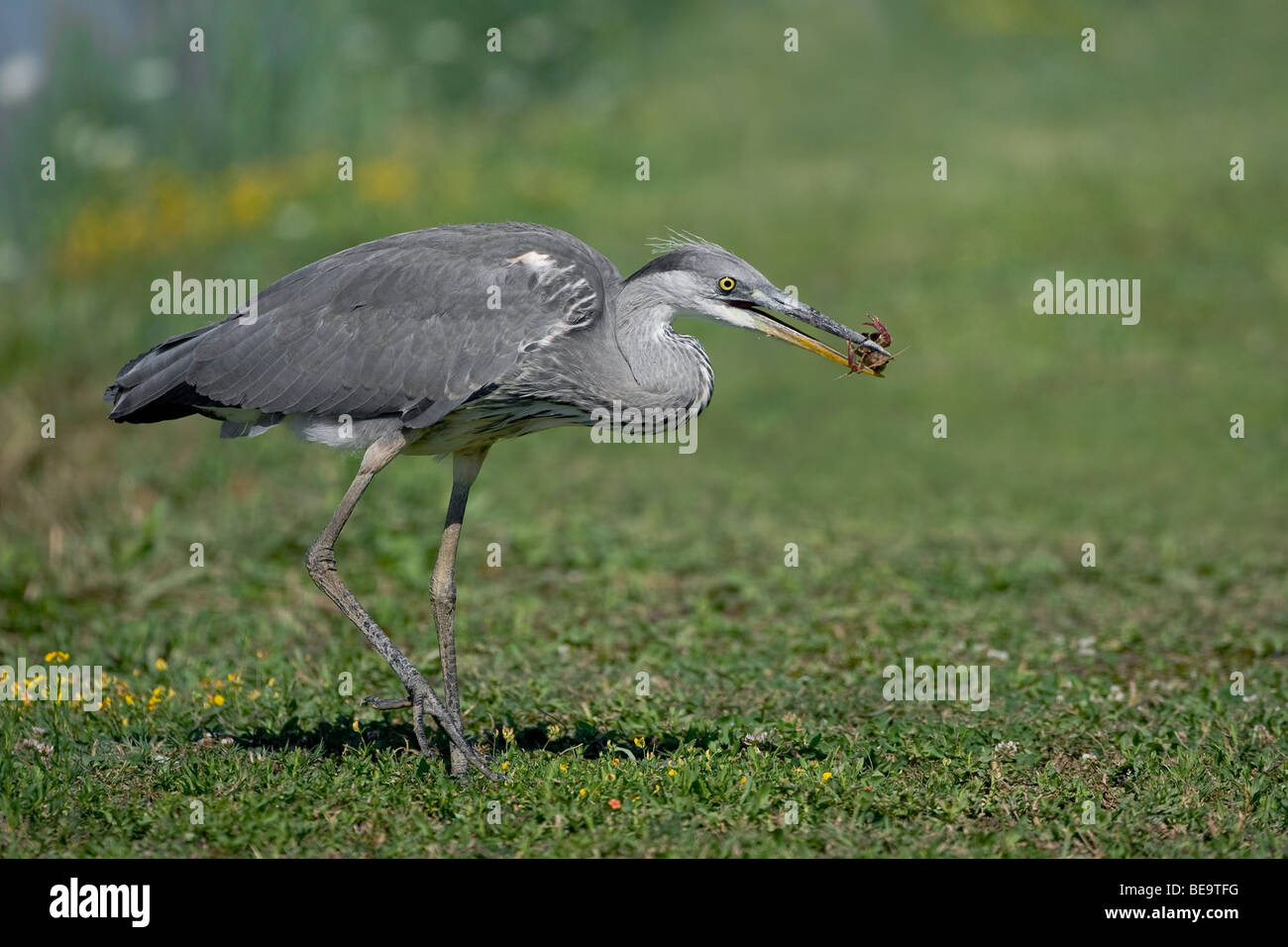 Insects and shellfish hi-res stock photography and images - Alamy