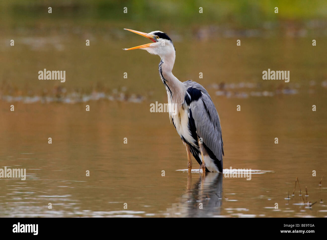 Insects and shellfish hi-res stock photography and images - Alamy