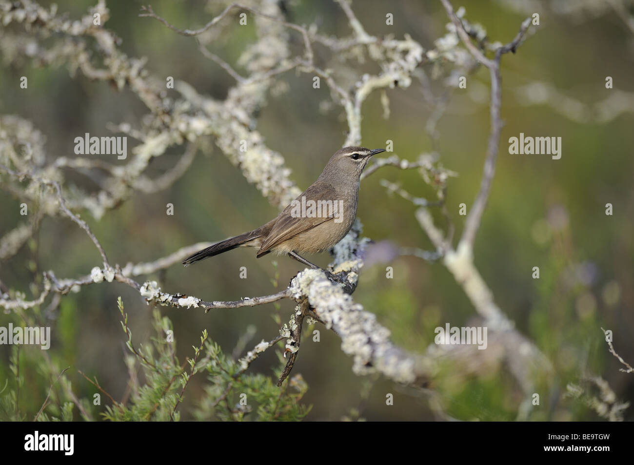 Karoo Robin on branch Stock Photo - Alamy
