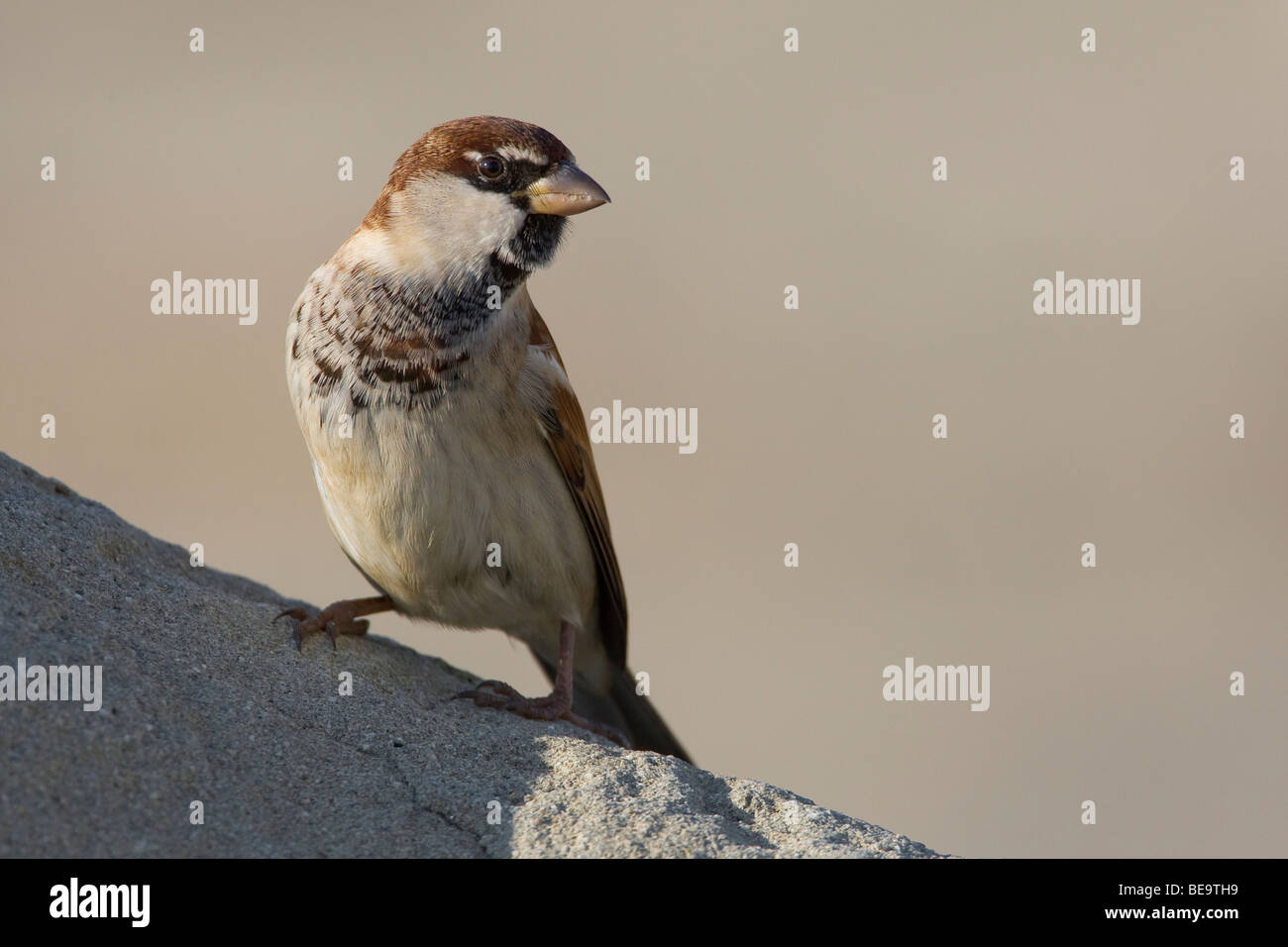 Italian sparrow hi-res stock photography and images - Alamy