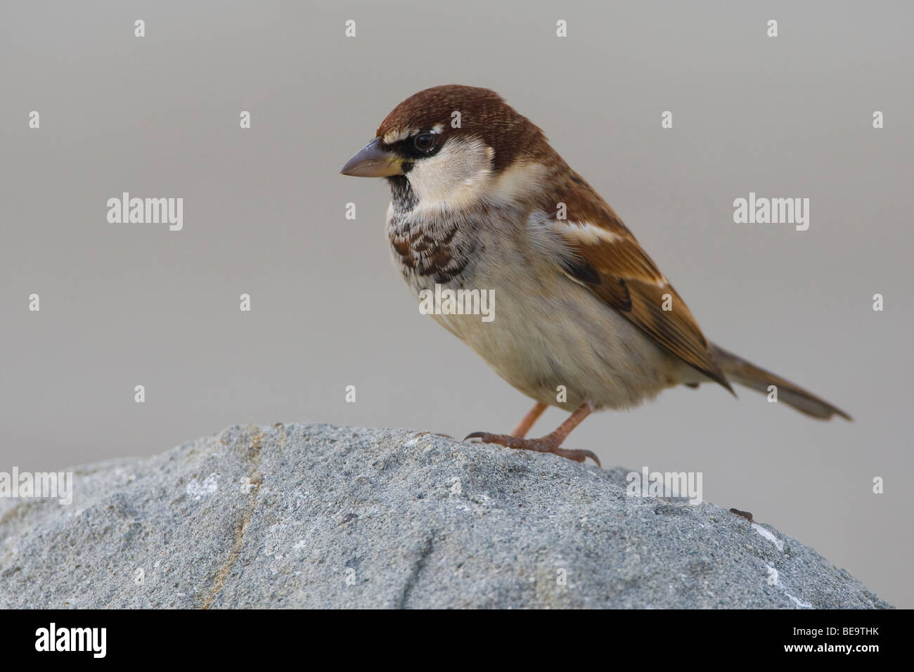Italian sparrow hi-res stock photography and images - Alamy