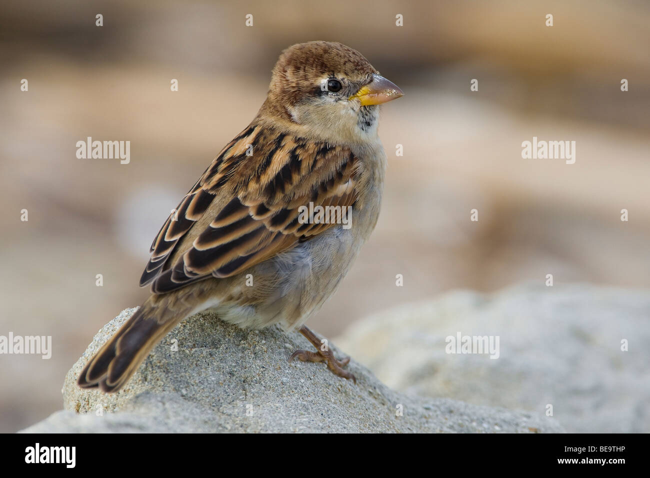 Italian sparrow hi-res stock photography and images - Alamy