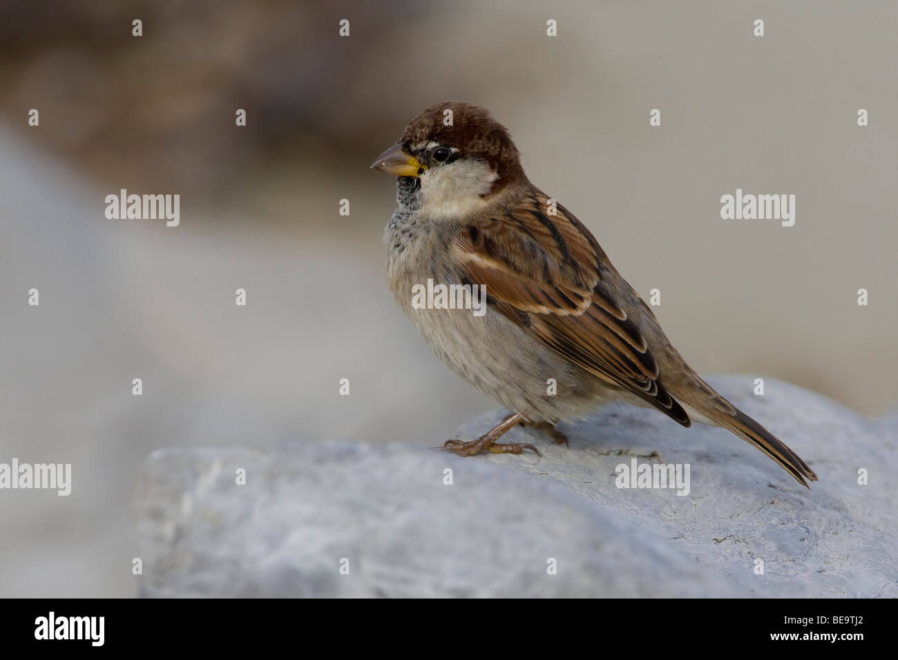 Italian sparrow hi-res stock photography and images - Alamy
