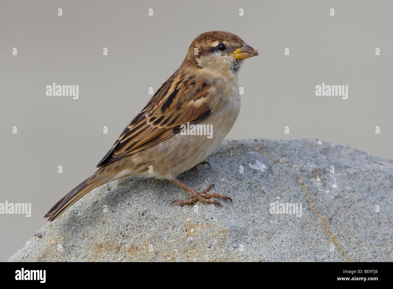 Italian Sparrow (Passer italiae Stock Photo - Alamy