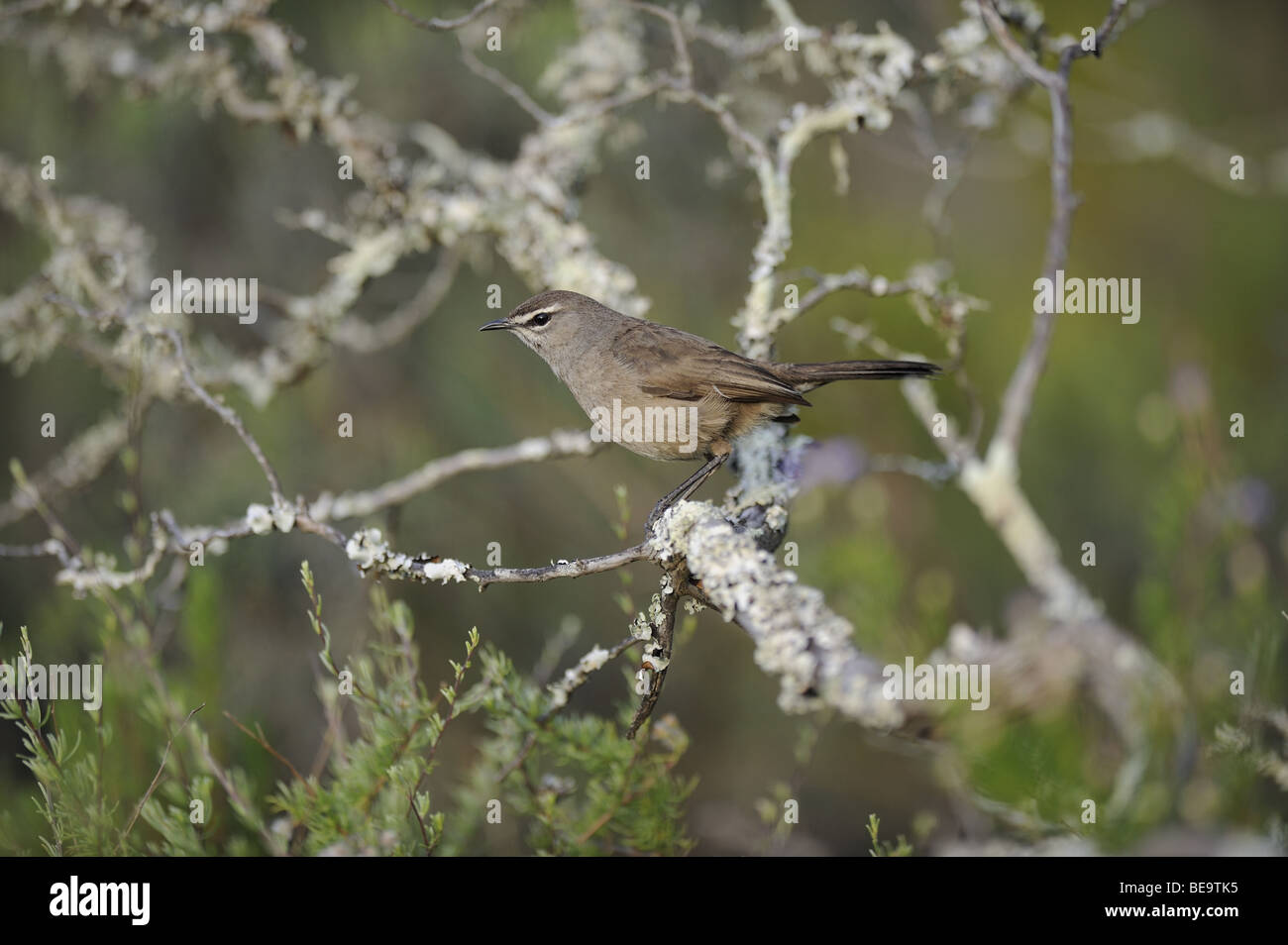 Karoo Robin on branch Stock Photo - Alamy