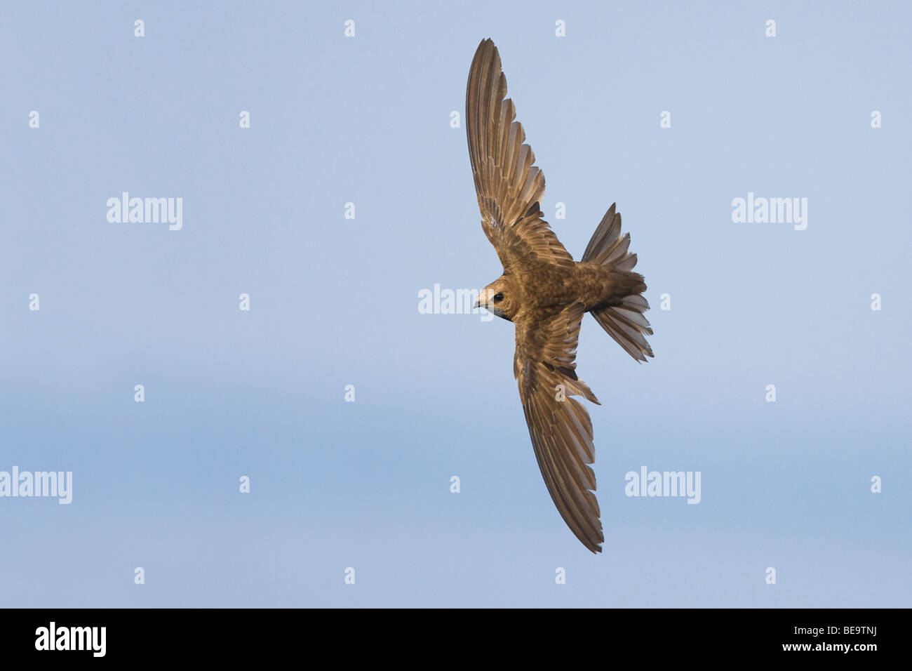 Flying insects hi-res stock photography and images - Alamy