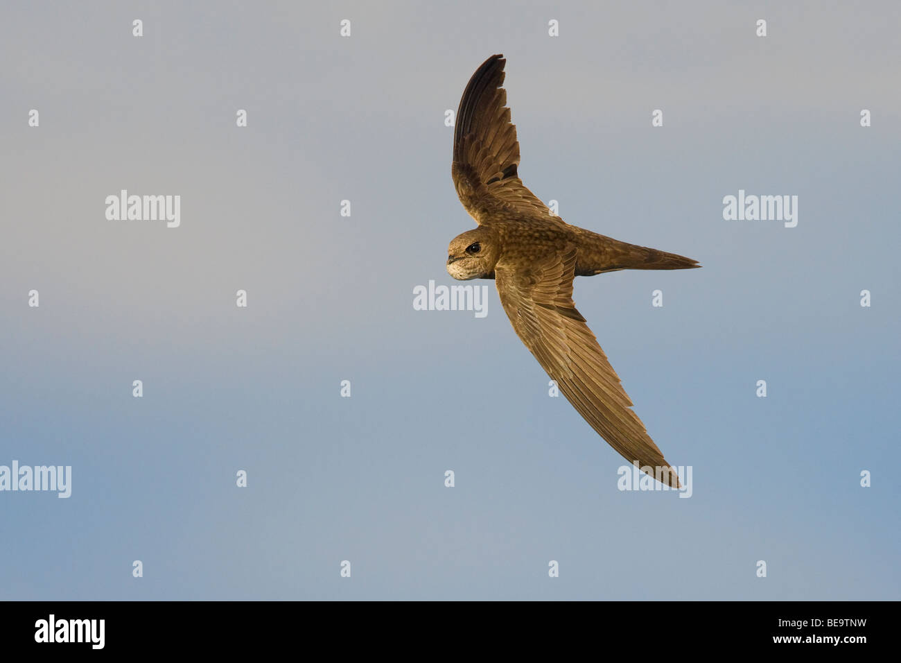 Swift insects hi-res stock photography and images - Alamy