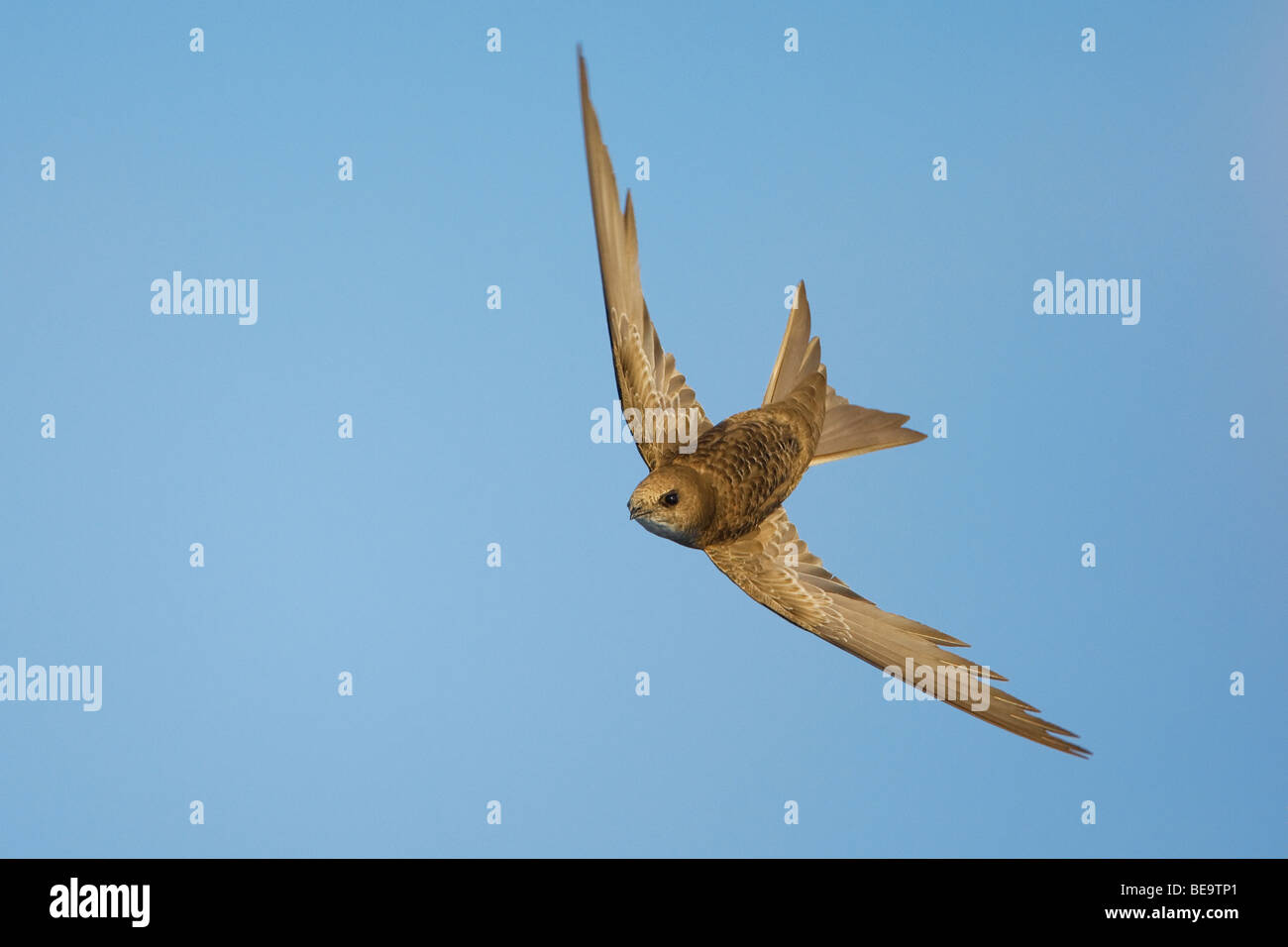 Flying insects hi-res stock photography and images - Alamy