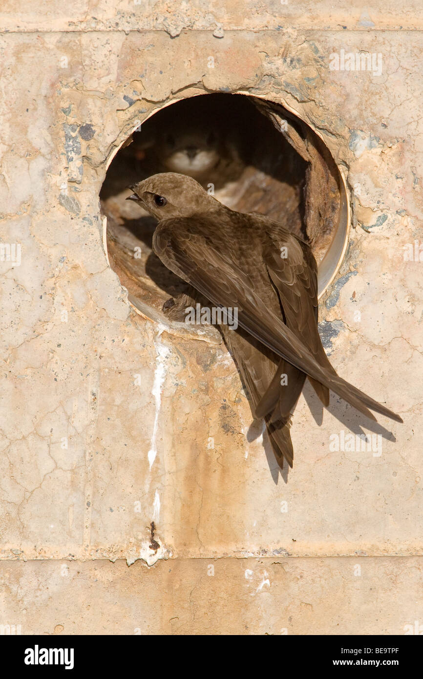 Swift nest hi-res stock photography and images - Alamy
