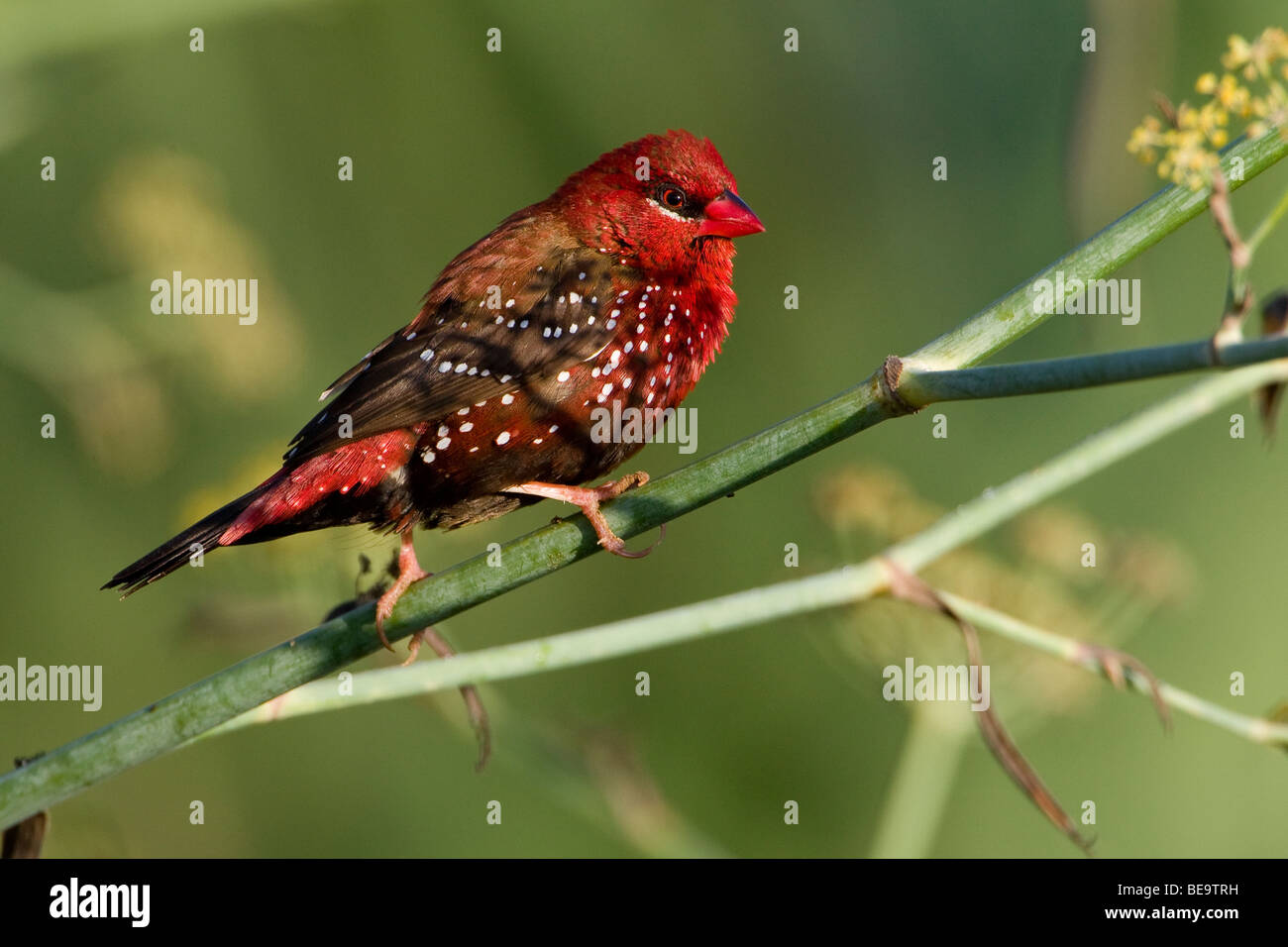 Red Avadavat (Amandava amandava Stock Photo - Alamy