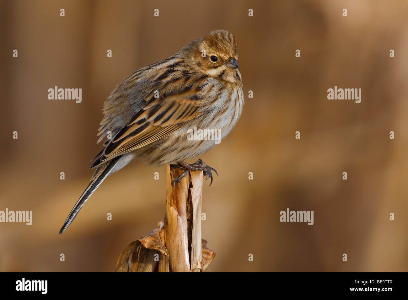 Common sedges hi-res stock photography and images - Alamy