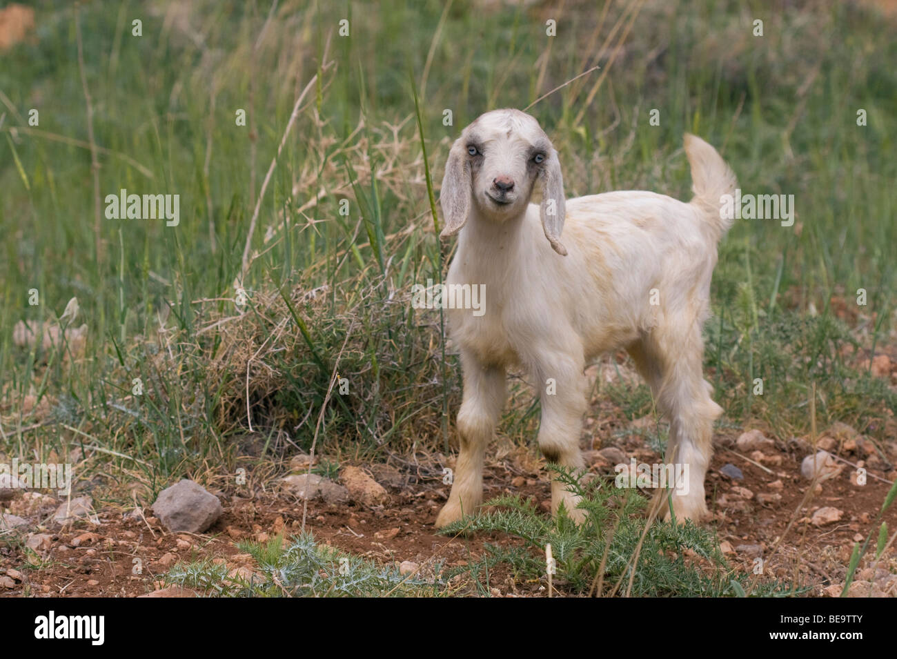Young and goat hi-res stock photography and images - Alamy