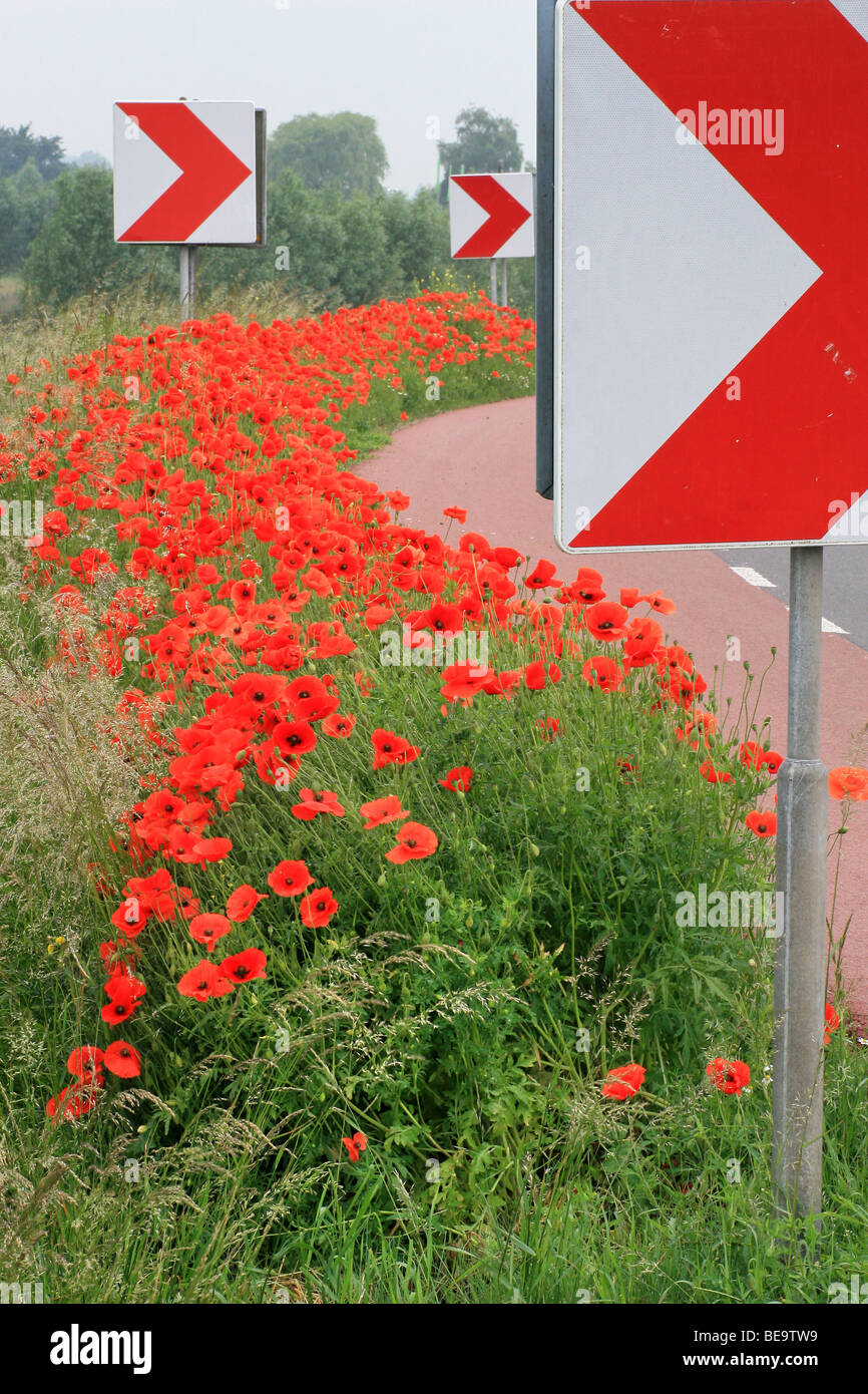poppies act as a spontaneous guide on a Dutch dike Stock Photo - Alamy