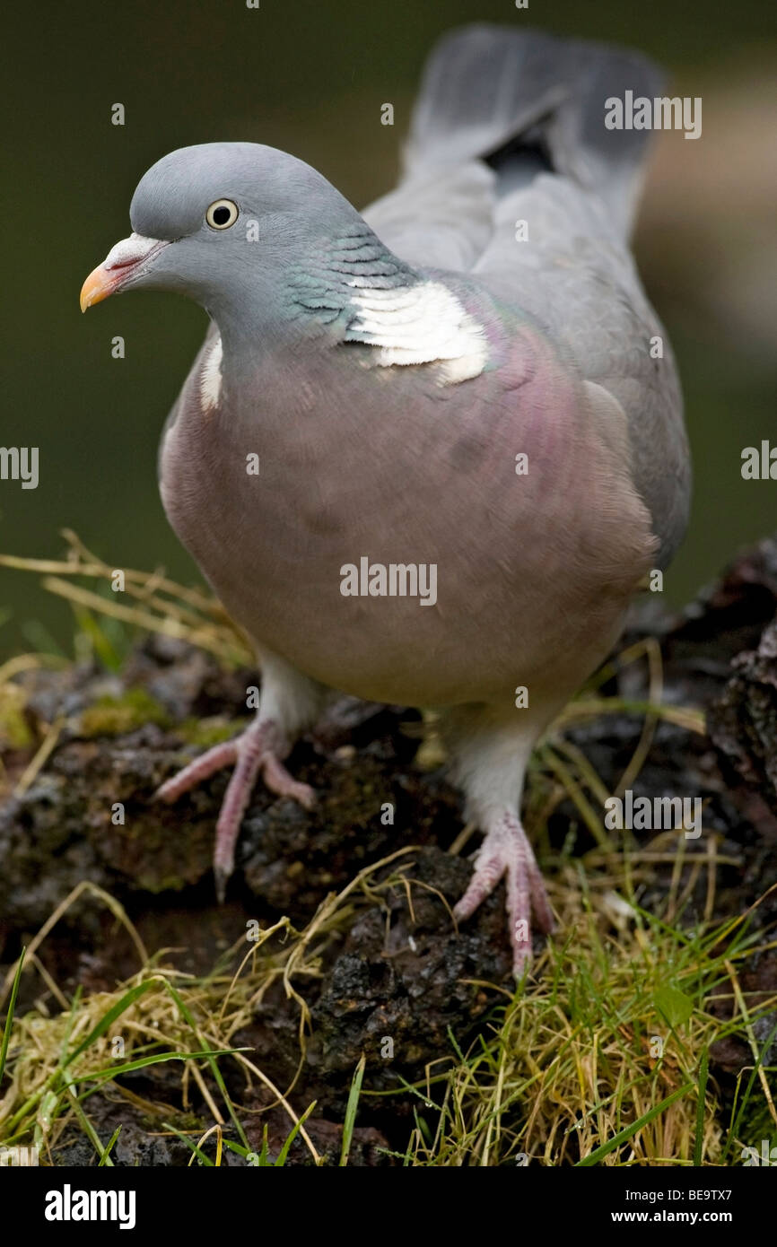 Houtduif; Wood Pigeon Stock Photo - Alamy
